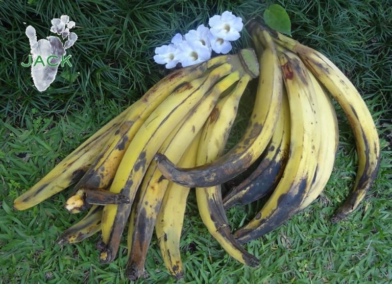 J.A.C.K. LOCKDOWN/DAY 73 -great « makemba » bananas! - J.A.C.K. (Jeunes ...