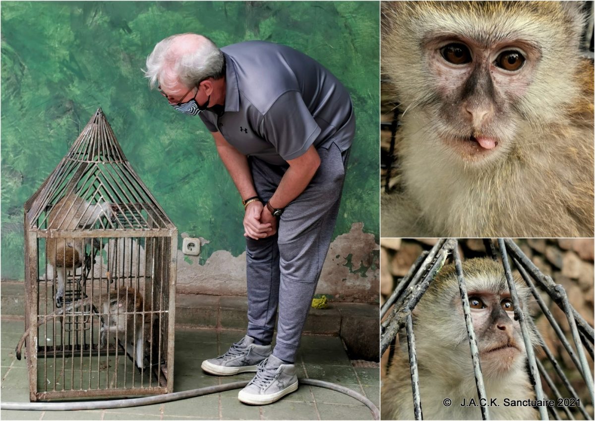 KIKI the Malbrouck monkey - J.A.C.K. (Jeunes Animaux Confisqués au Katanga)