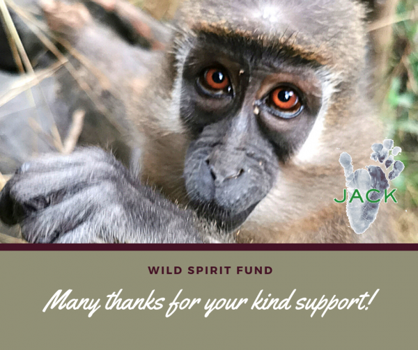 Thank you, Wild Spirit Fund! – J.A.C.K Primate Sanctuary