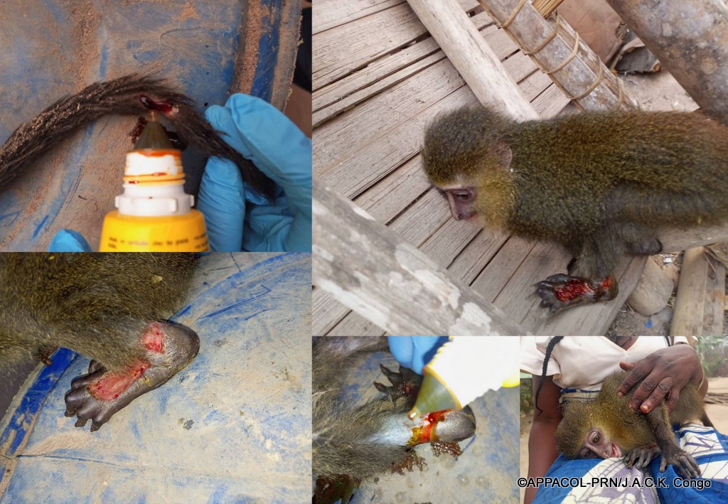 Another Lesula rescued - J.A.C.K. (Jeunes Animaux Confisqués au Katanga)