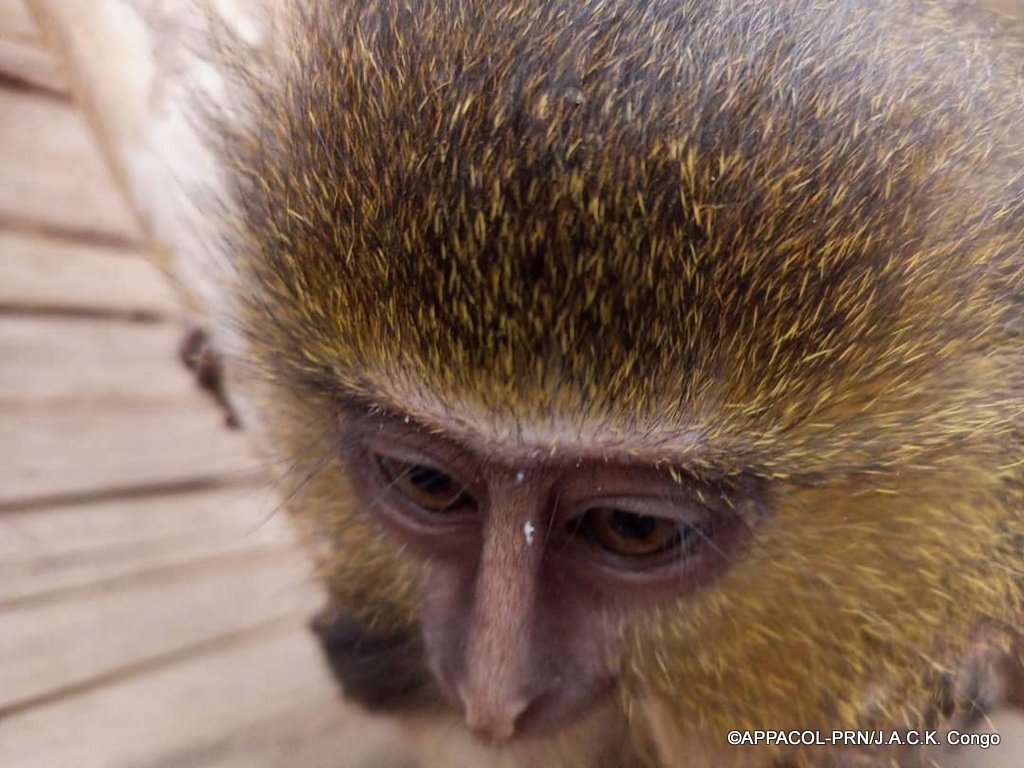 Another Lesula rescued - J.A.C.K. (Jeunes Animaux Confisqués au Katanga)