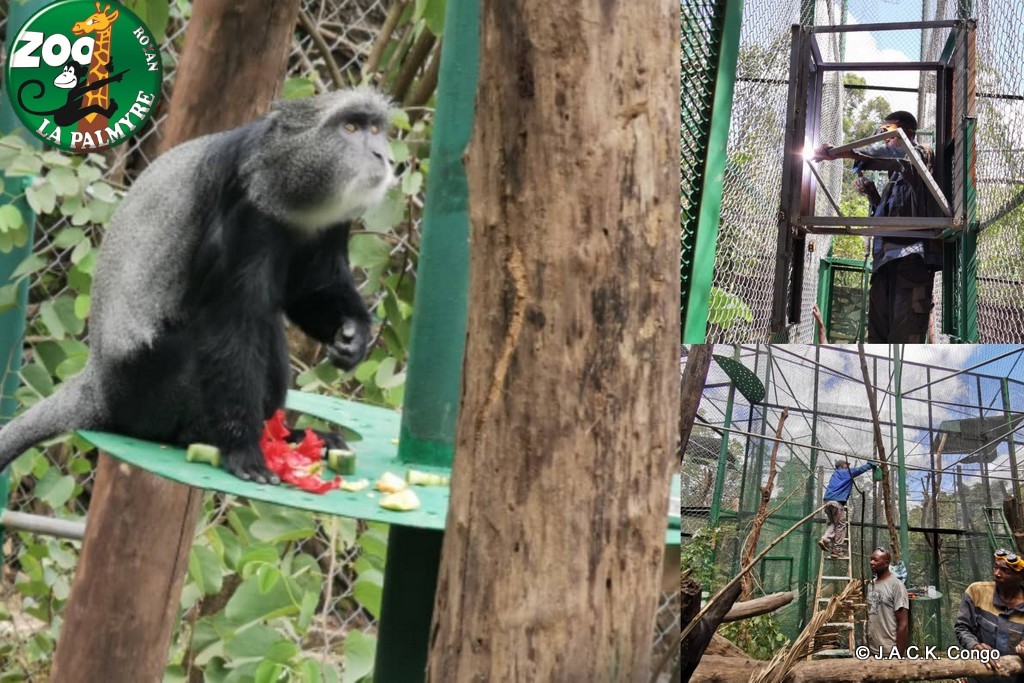 Cercopithecus enclosures thanks to Zoo de la Palmyre - J.A.C.K. (Jeunes ...