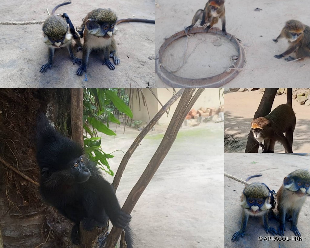 Ongoing transfer of 20 primates to J.A.C.K. - J.A.C.K. (Jeunes Animaux ...