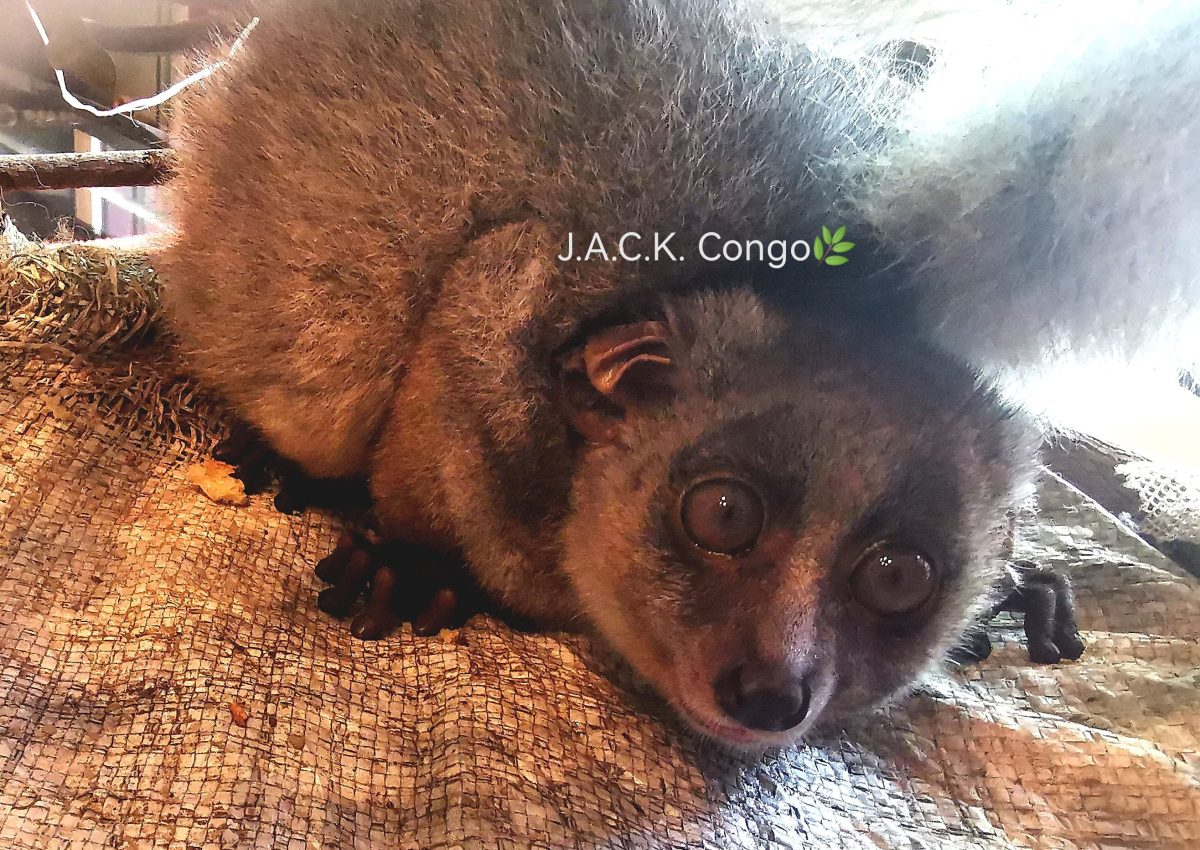 Rushi, a new rescue - J.A.C.K. (Jeunes Animaux Confisqués au Katanga)