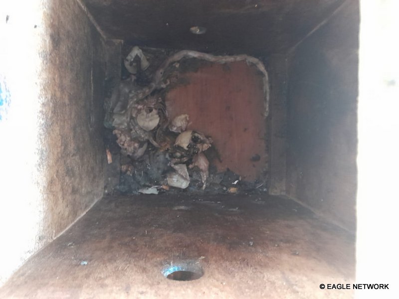 Largest Seizure of Monkeys in Africa Welcomed to J.A.C.K. Sanctuary in ...