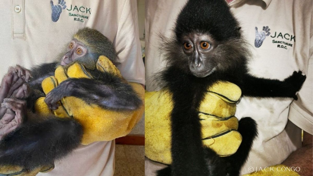 Largest Seizure of Monkeys in Africa Welcomed to J.A.C.K. Sanctuary in ...